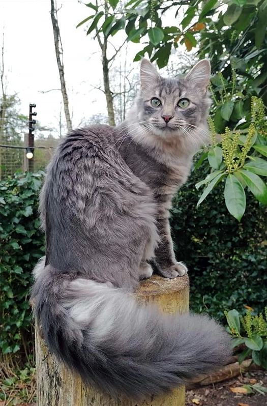 Informatie over de Noorse boskat | Fokkersnoorseboskatten.info